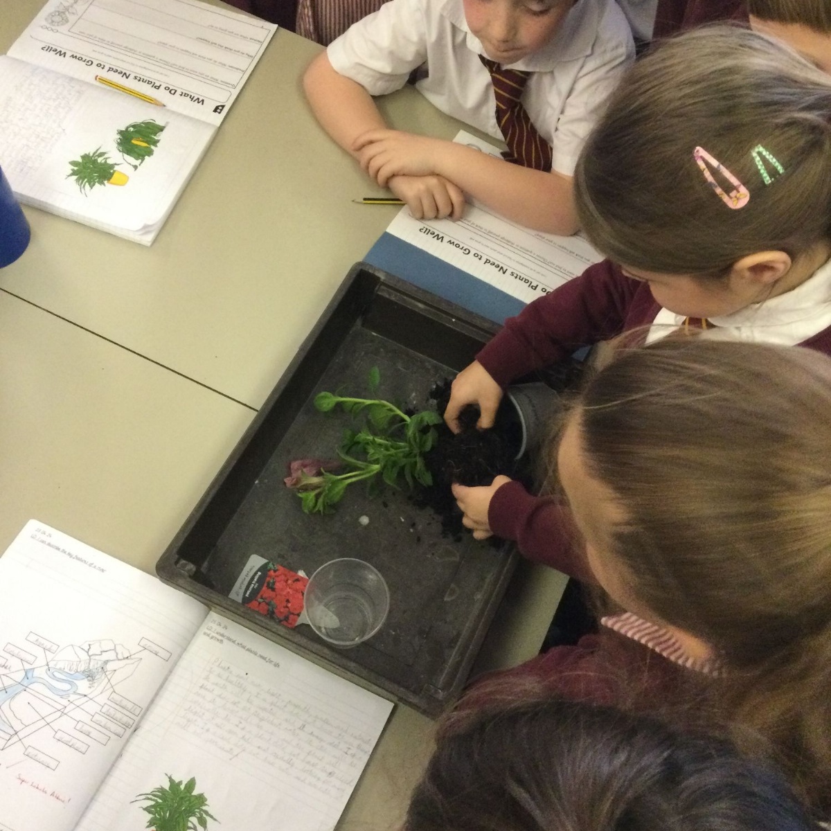 Ramsgate Holy Trinity C.E. (Aided) - Year 3 - Science